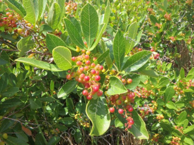 Rhus lucida (10 graines/seeds) | eBay