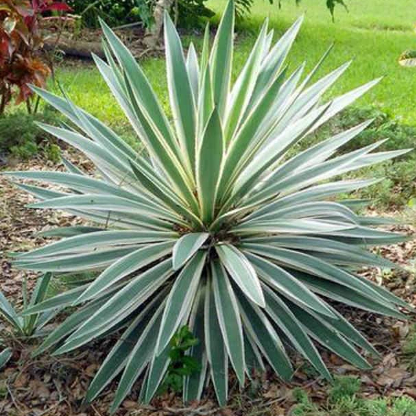 Yucca Variegata - Variegated Spanish Dagger | Evergreen Potted Grassy ...