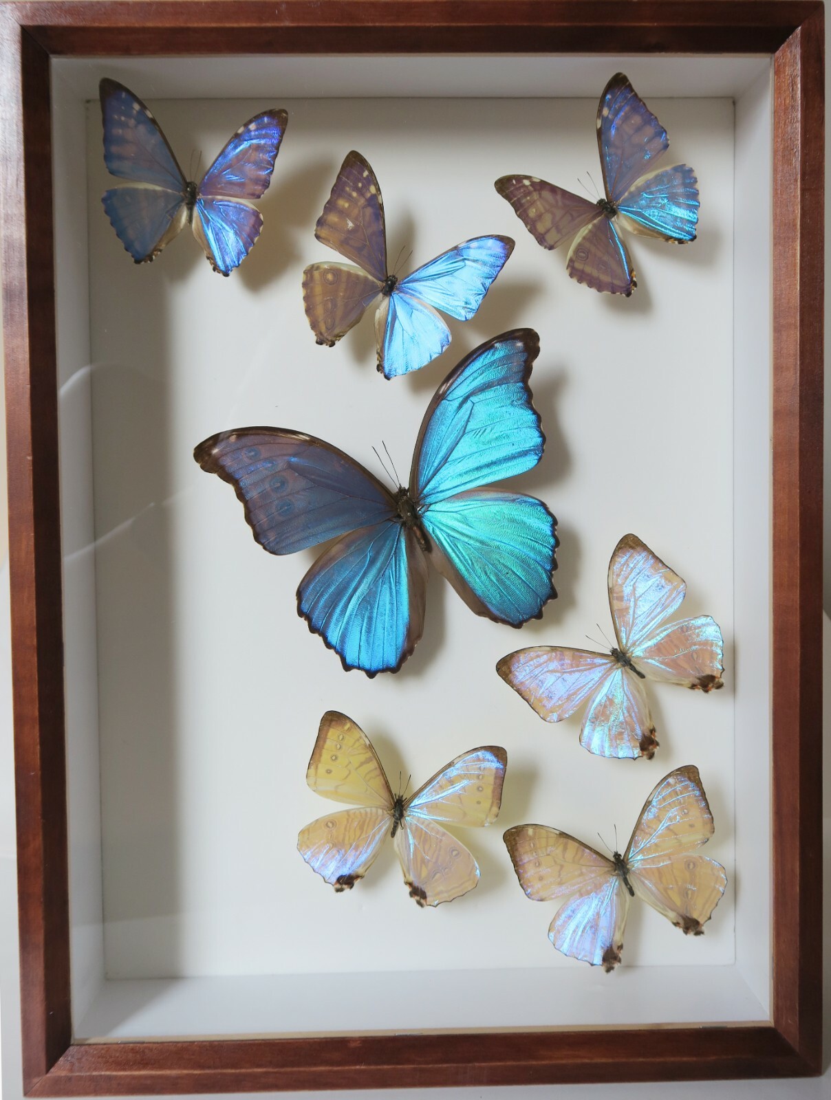 REAL 7 FRAMED PERUVIAN BLUE MORPHO BUTTERFLIES QUALITY HOME INTERIOR ...