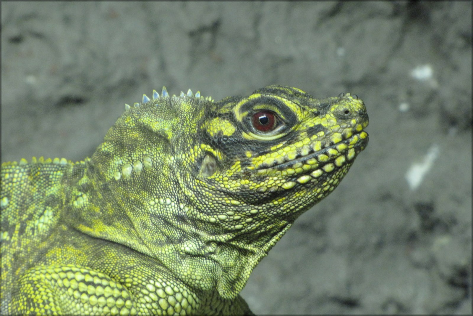 Poster, Many Sizes; Sailfin Lizard (Hydrosaurus Pustulatus) In Helsinki ...