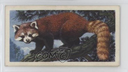 1962 Brooke Bond Asian Wild Life Tea Red Panda #21 2p7 | eBay