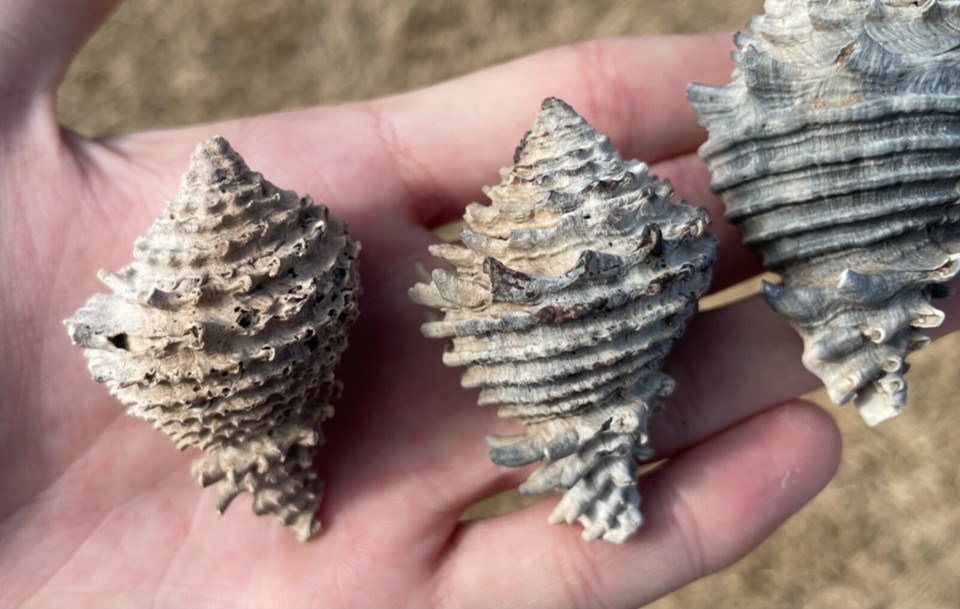 Florida Fossil Gastropod Lot Hystrivasum locklini Pliocene Age Shell | eBay