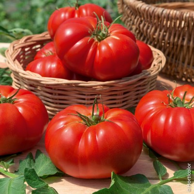 20 graines de Tomate côtelée rouge Marmande TOMATO SEEDS | eBay
