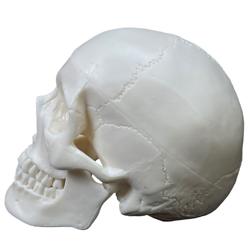 Human Skull Anatomical Model Detached Skull Cap Human Skull Head Model ...