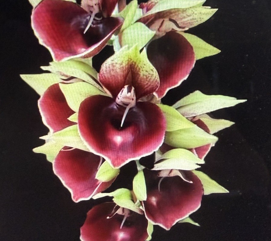 Orchid Plant Catasetum Red Hermosa 4 in pot | eBay