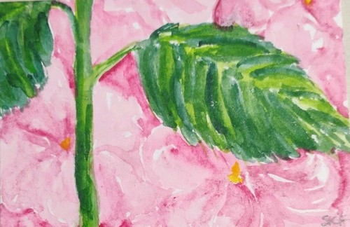 Pink Hydrangea Flowers ACEO Original Watercolor Art by Sharon Foster | eBay