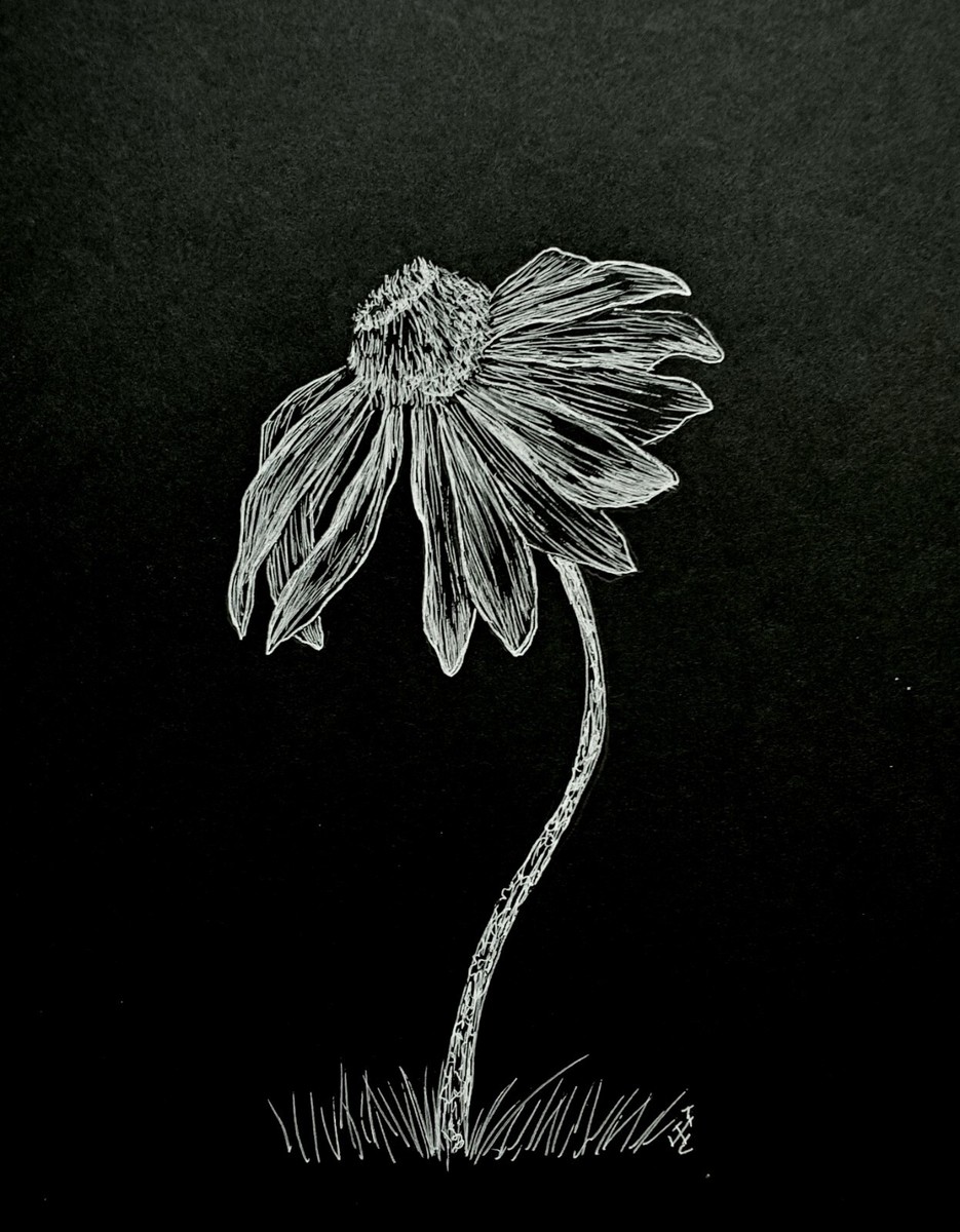 Daisy Flower Black And White