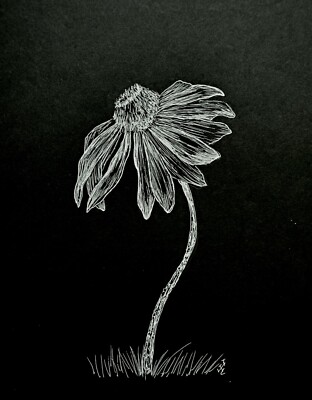 Original Pen Ink Daisy Flower Nature Black White Drawing Crossley Art ...