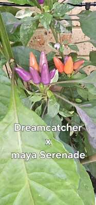 Chilli - Dream Catcher X Maya Serenade 10 Seeds | eBay