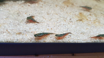 Triops Australiansis green prehistoric crayfish with approx. 50 eggs ...
