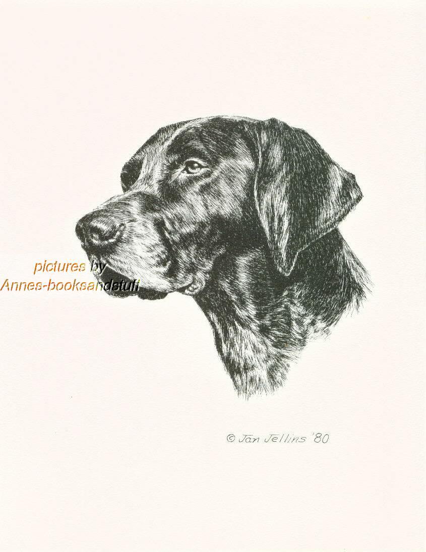 Pen And Ink Dogs Drawing Black Dog Pen Original Pen Ink, 'Cat And