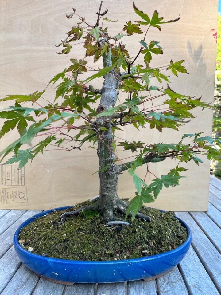 Japanese maple bonsai tree | eBay UK