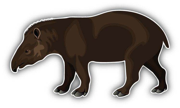 South American Tapir Car Bumper Sticker Decal | eBay