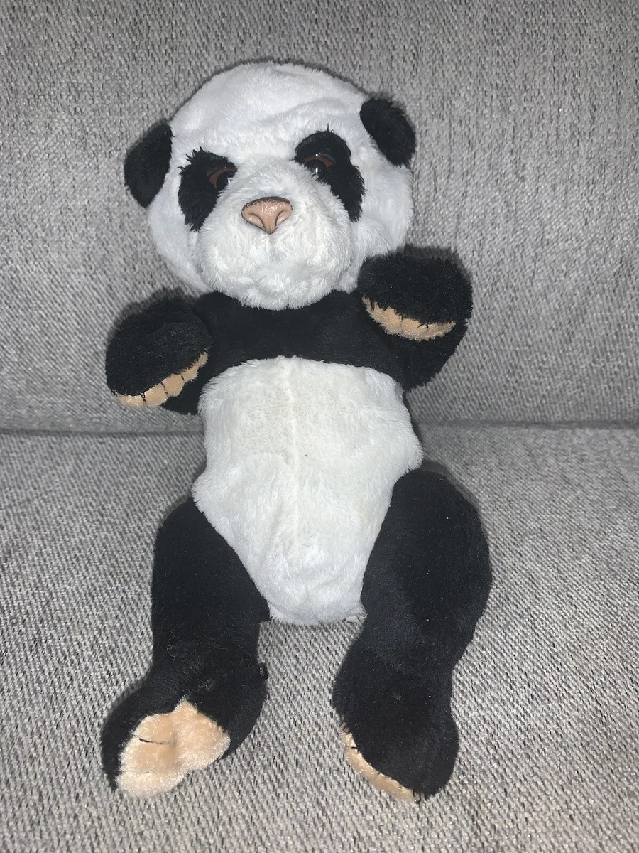 Newborn Panda Bear Cubs