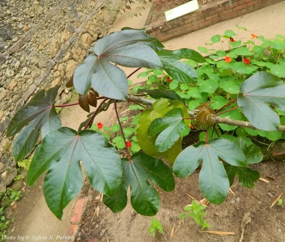 100+ Dried (Red) Jatropha Curcas Leaves Herbs Ratanjot Laljari Yatilung ...