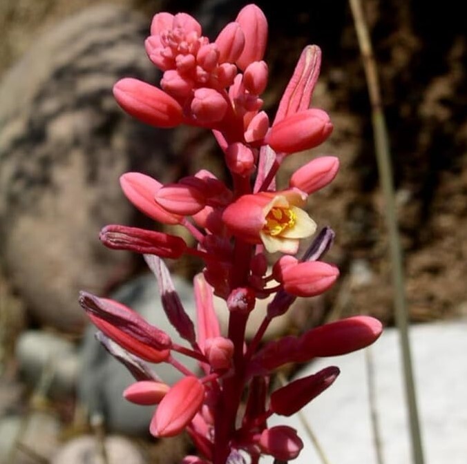 Red Yucca Plant Live Outdoor 4 to 6 Inches Tall in Pot - Red Yucca ...
