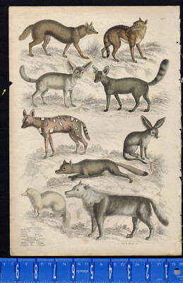 Canis-Dogs-Wolves-Arctic Fox-Lycaon-Jackal-Megalotis-1835 Cuvier ...