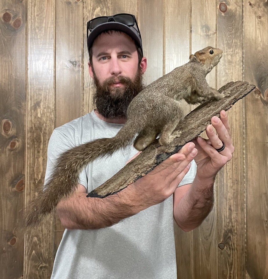 Vintage Full Body Gray Squirrel Mount Taxidermy Mammal Man Cave Cabin ...
