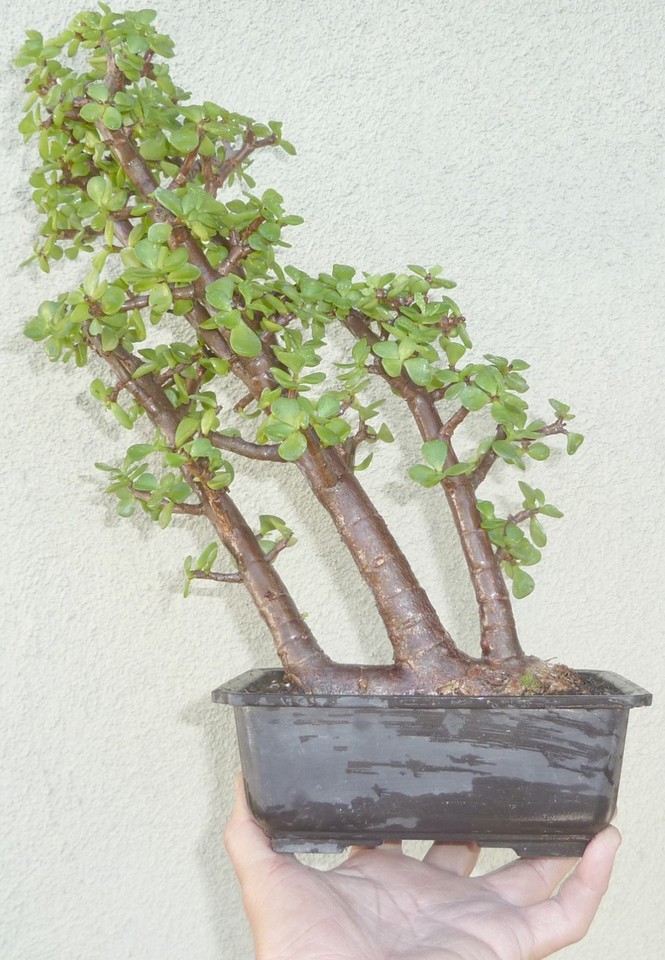 Jade Pre Bonsai Raft Dwarf Shohin Fat Trunks Nice Nebari Portulacaria ...
