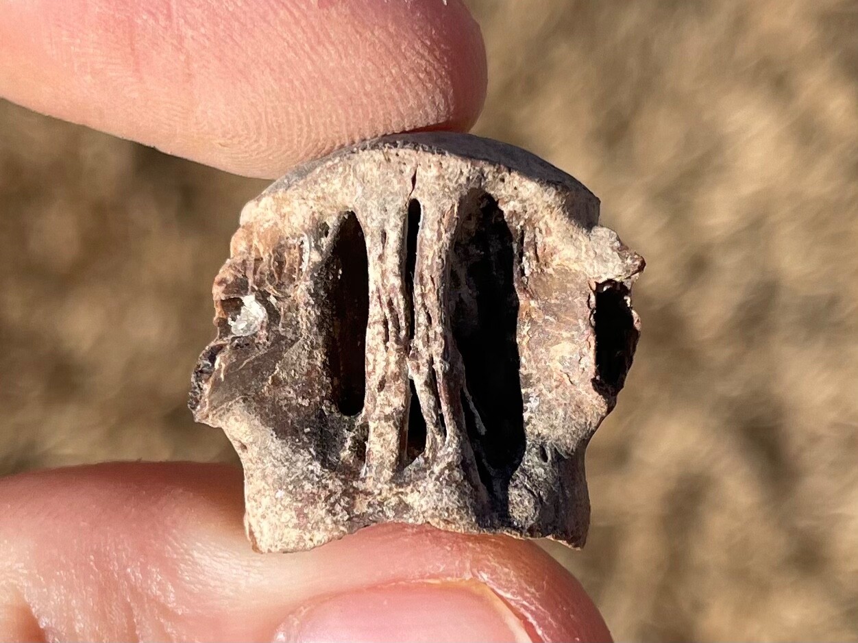 Montana Fossil Champsosaurus Vertebrae Dinosaur Bone Hell Creek ...