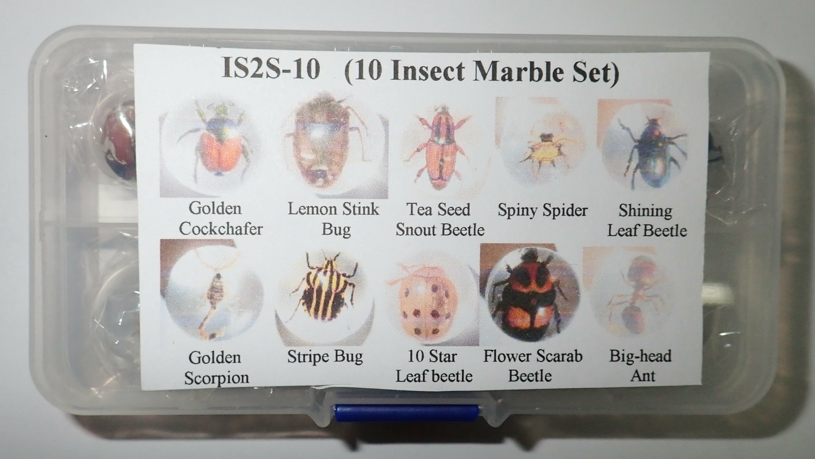 10 Insect Marble Collection Set plastic Box 2 cm Sphere Education Real ...