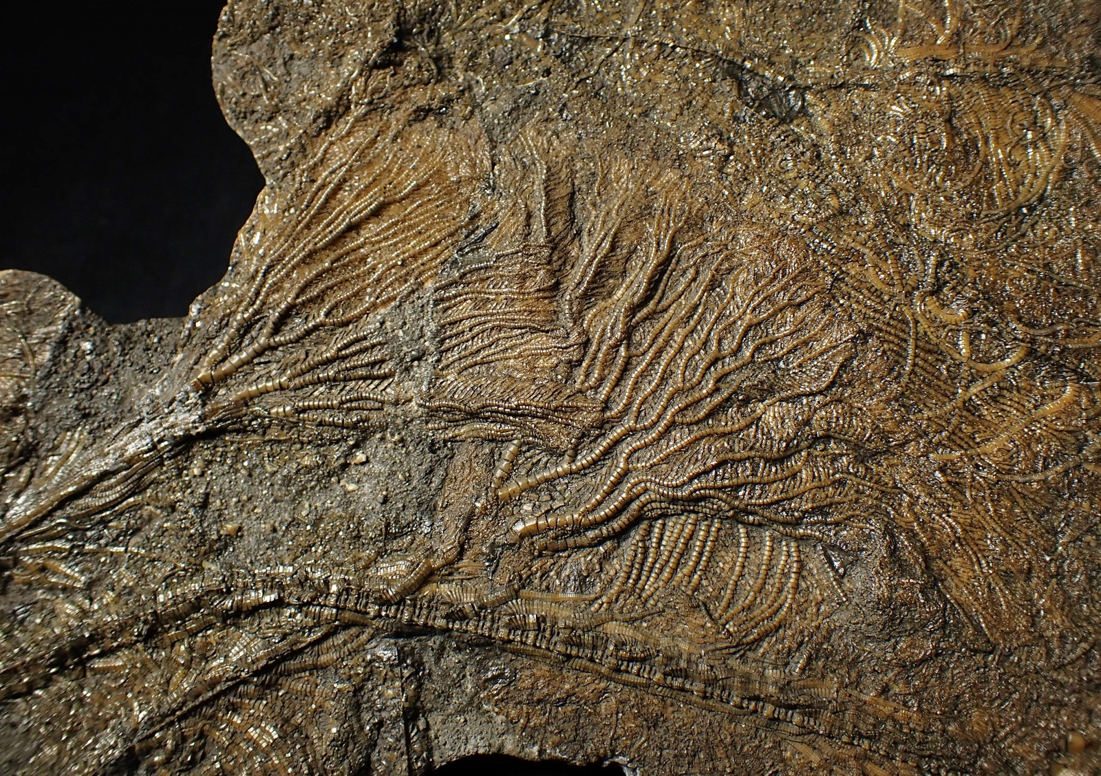 Large and rare highly detailed multi-crinoid fossil (220 mm) Jurassic ...