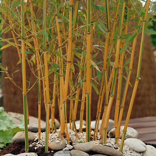 Bamboo Plant, Yellow Groove Variety, Zigzag Stems, Hardy, 80?100cm, 3L ...