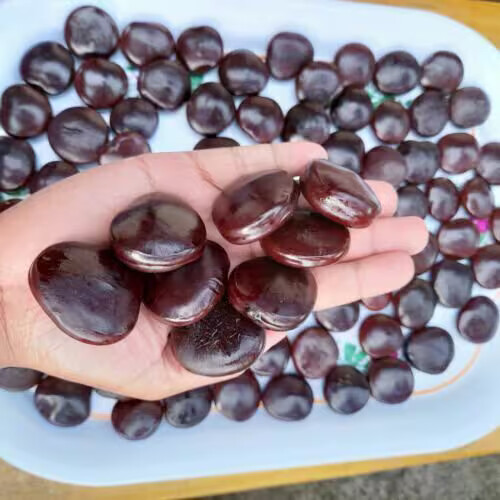 10+ Entada seeds Rheedii African Dream Herb Sea Bean Organic Kakkumkaya ...