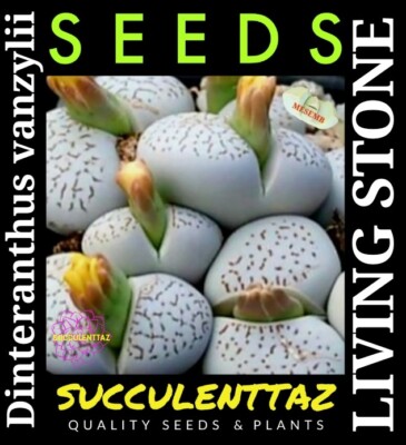 Dinteranthus vanzylii 10 x Seeds mesemb Lithops Conophytum fam ...