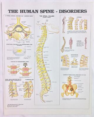 Vintage The Anatomical Chart Series Book Print 1988 The Human Spine ...