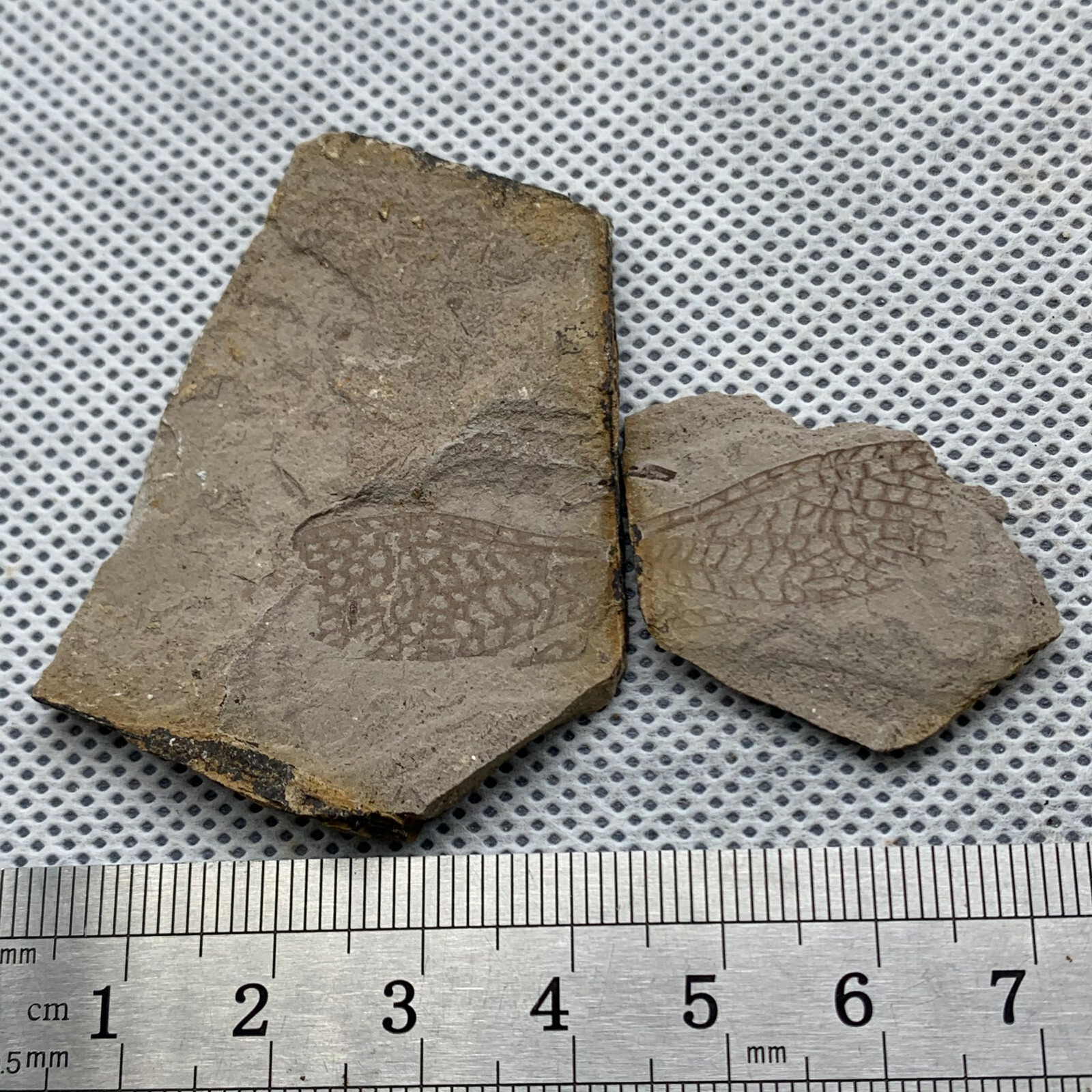 A pair of exquisite insect fossils from the Jurassic Daohugou period | eBay