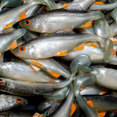 Angry lures Angry roach 9cm - 6,5 g Hand made predator lures. 2 ...