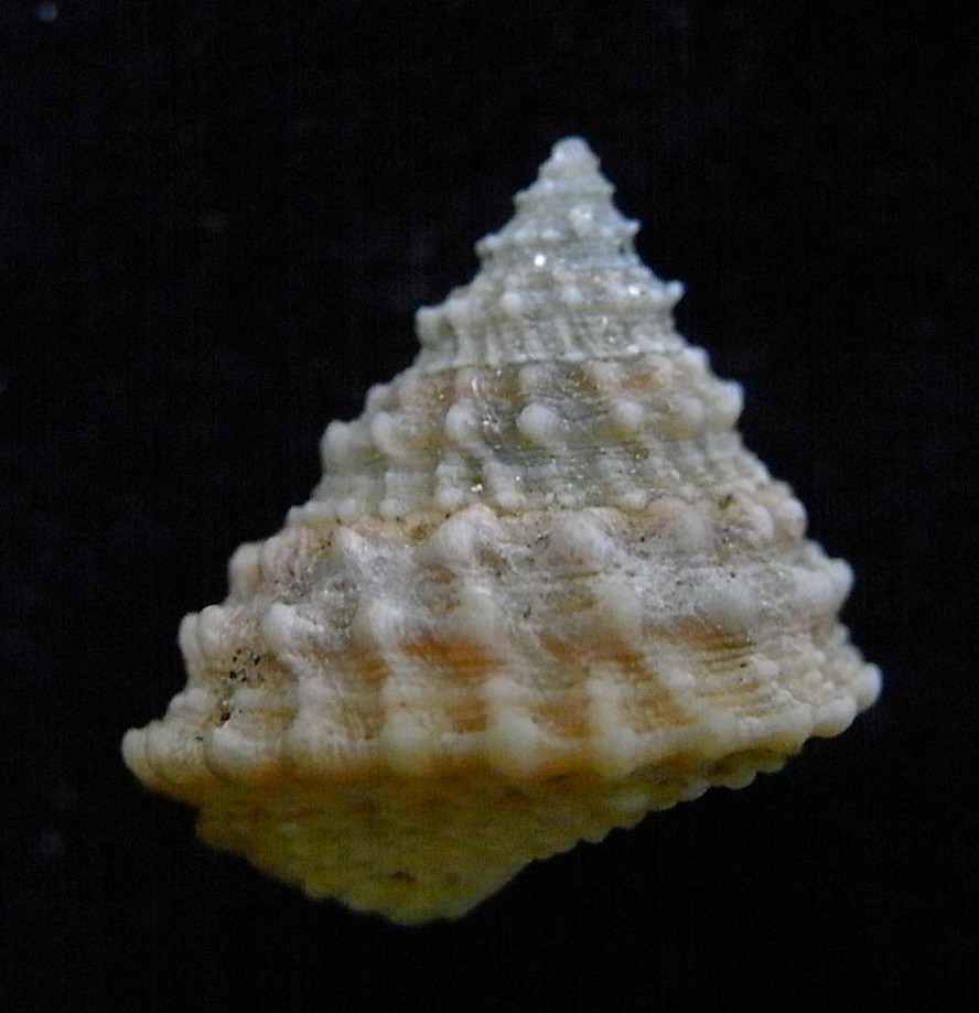 seashell Tectarius coronatus 15mm Gem | eBay