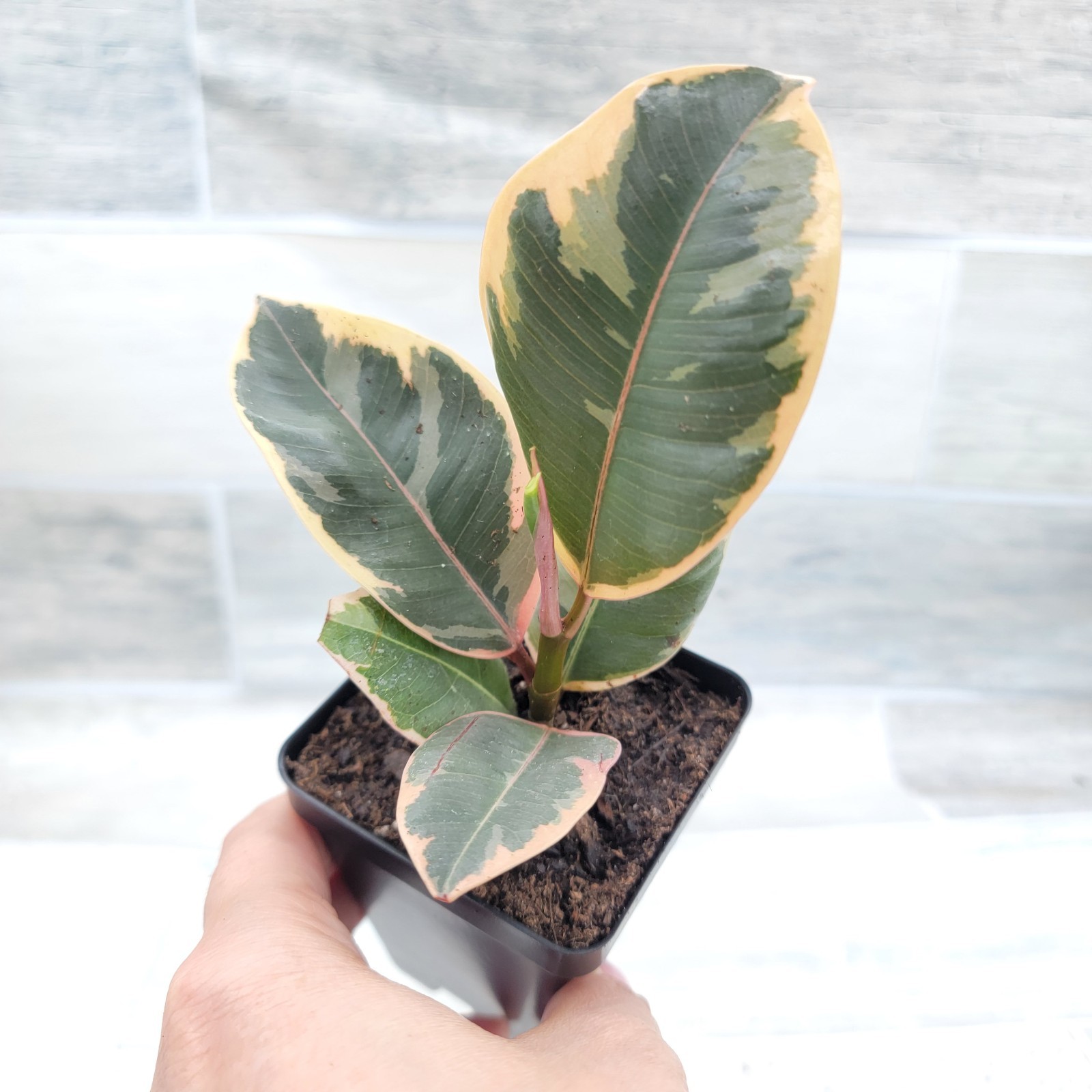 3" Ficus Tineke Live Plant Variegated Rubber Tree Tricolor Easy Care ...