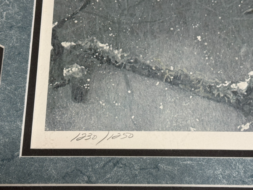 Junco in Winter, Robert Bateman, Limited edition print (1992) - Framed ...