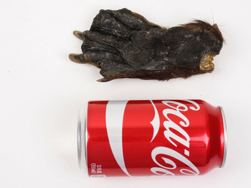 Real Preserved Beaver Foot (backs) for Craft Projects (21-50-2) L10 | eBay