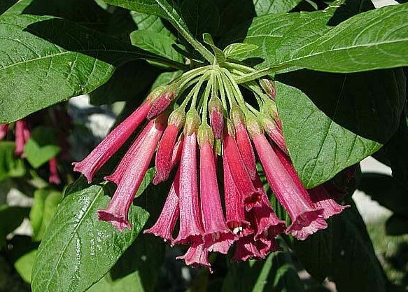 Burgundy Wine Iochroma angel trumpet hummingbirds love brugmansia ...