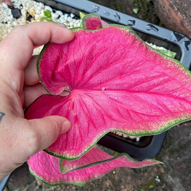 (2) Florida Sweetheart Caladium Bulbs | eBay