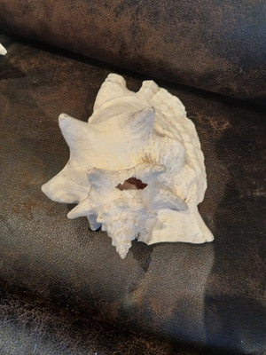 Conch Large Queen Seashell 9x7x5 In. | eBay