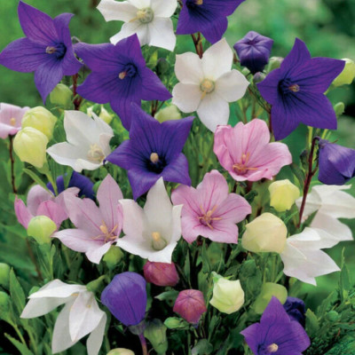 Flower - Platycodon balloon flower mix - 110 Premium Quality Seeds ...
