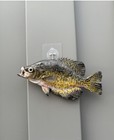 Beautiful Crappie Fish Taxidermy Wall Mount Art Wildlife | eBay