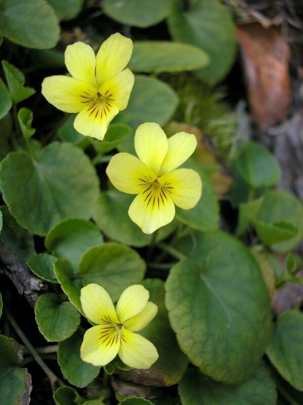 Yellow Violets (Viola Rotundifolia) | Bare-root | eBay
