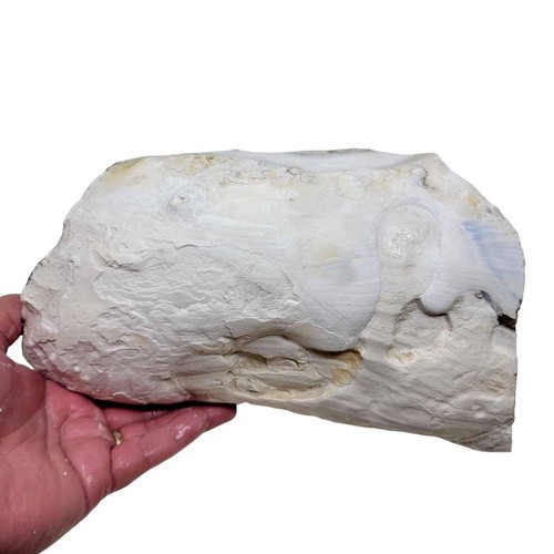 RARE Polish Flint Orbicular Rough Chunk! | eBay