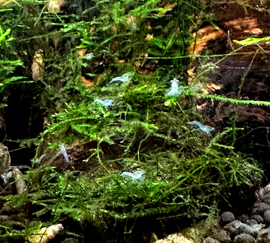 5 + 2-extra HIGHGRADE Brazos Blue Dwarf Crayfish Young Juvi (Custom ...