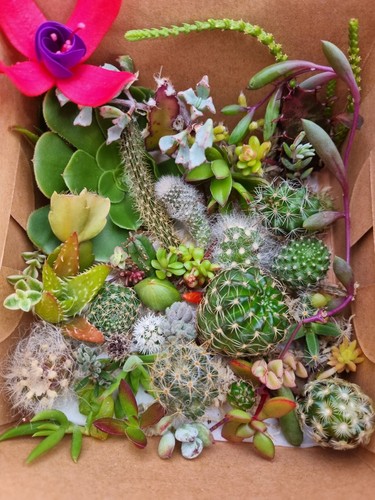Cacti Cuttings Cactus Succulent Collectors Echinopsis Euphorbia Wint Pack Mix | eBay Australia