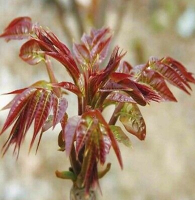 2 organic Chinese Toona Toon Sinensis Mahogany XiangChun TREE, 6 ...