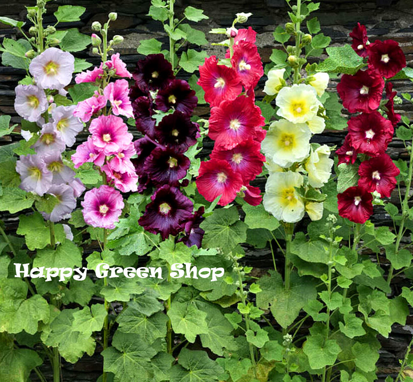 Hollyhocks Flowers