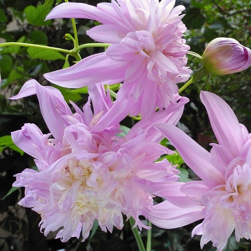 Huge "Tree Dahlia"! - Rare Double Pink form - Grows 15 feet tall! | eBay