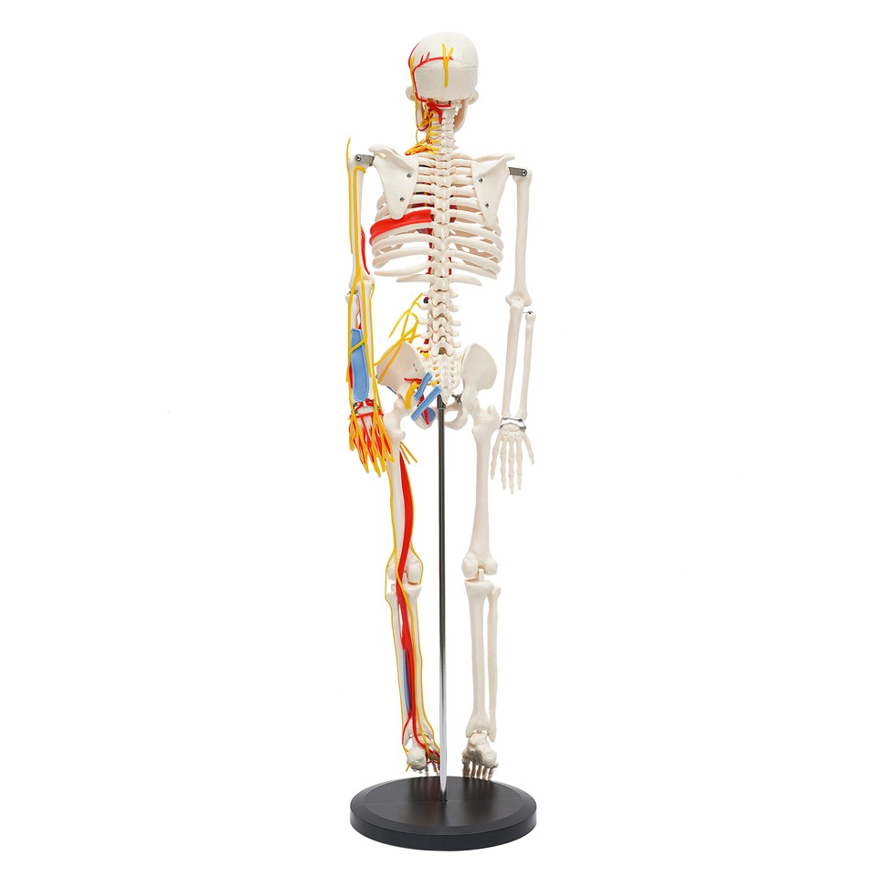 Human Skeleton Model 34 Inch Anatomy Skeleton Medical Stand For ...