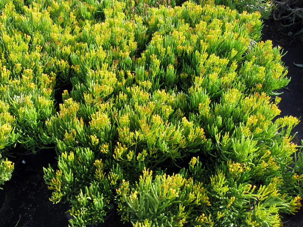 Senecio Barbertonicus